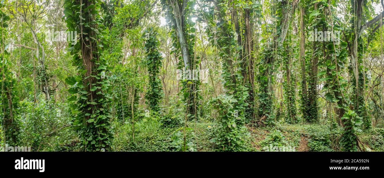 Vines in green lush forest, Kauai, Hawaii, USA Stock Photo - Alamy