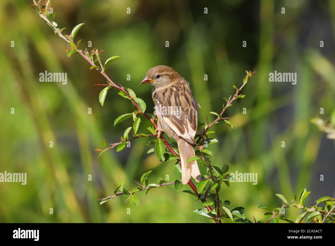 Male female house sparrow perched hi-res stock photography and images ...