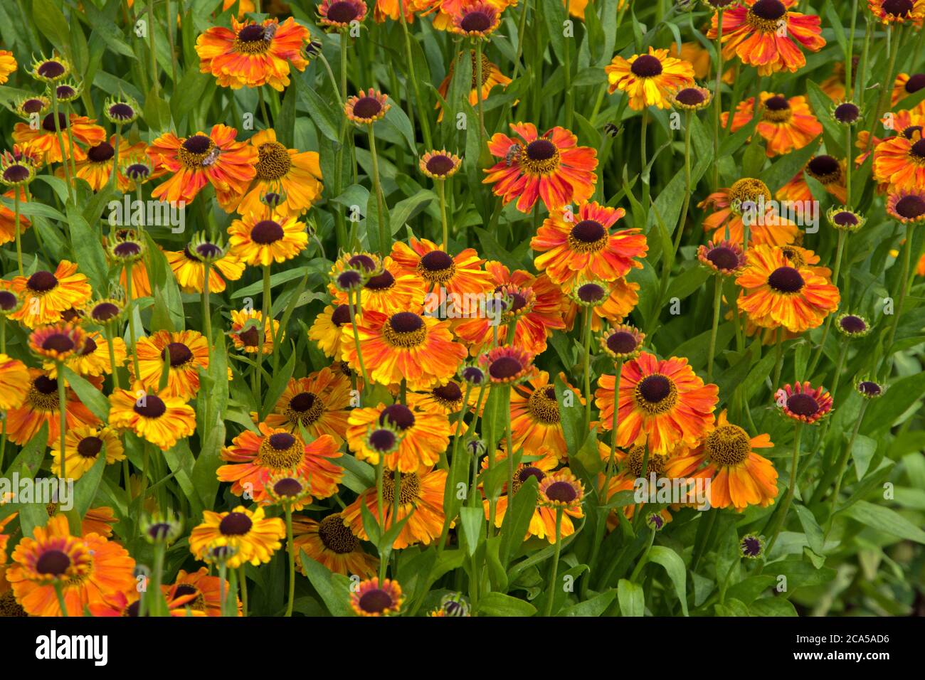 Helenium waltraut hi-res stock photography and images - Alamy