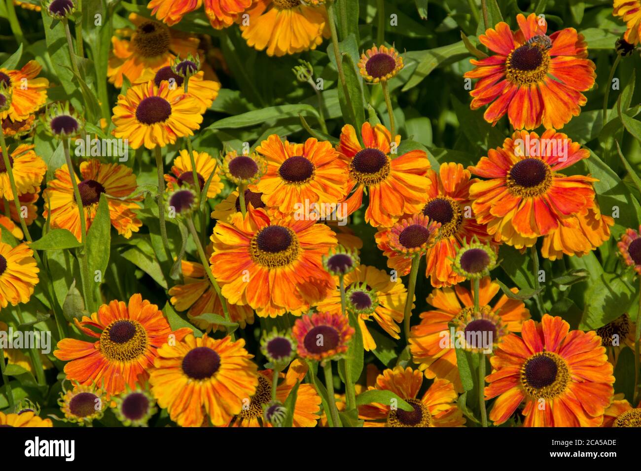Helenium waltraut hi-res stock photography and images - Alamy
