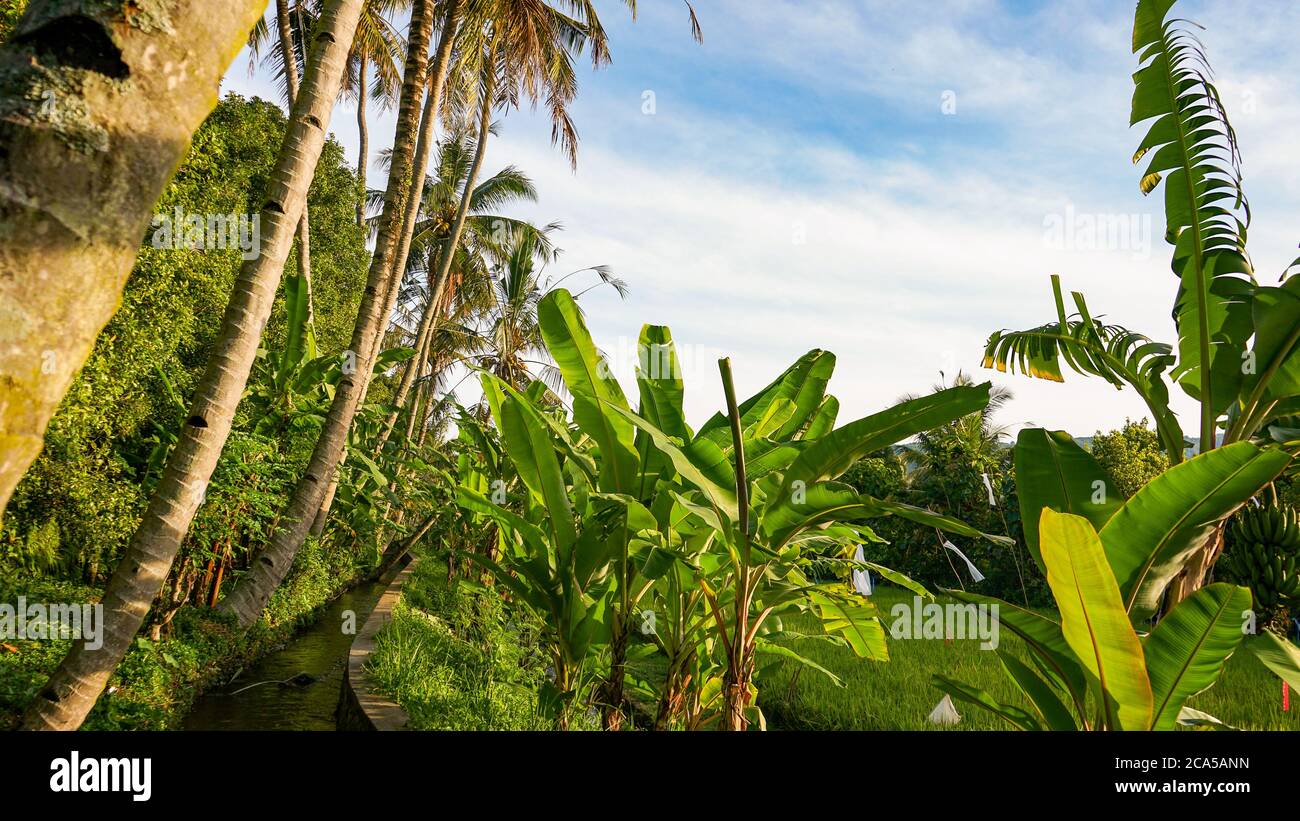 Beautiful tropical rice field green hi-res stock photography and images ...