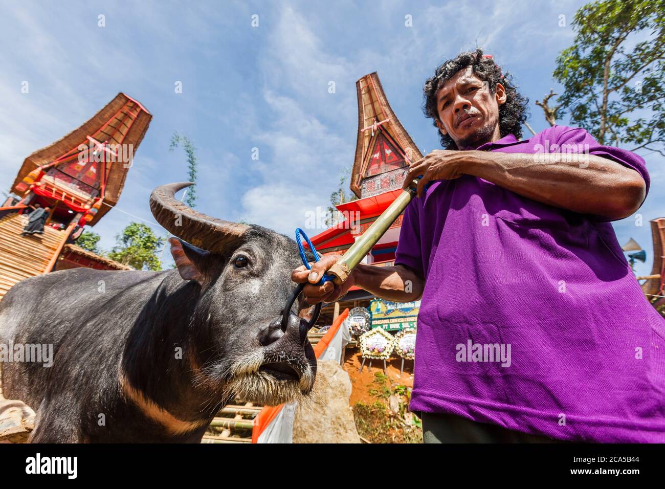 Indonesia, Sulawesi, Tana Toraja, Makale, funeral ceremony, man posing ...