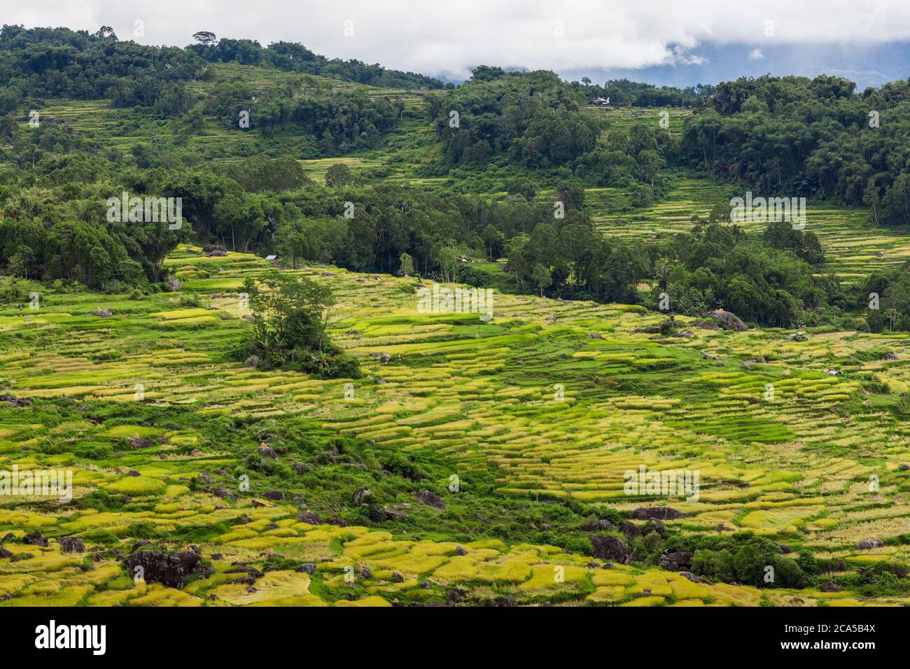 Indonesia, Sulawesi, Tana Toraja, near Batutumonga village, rice ...