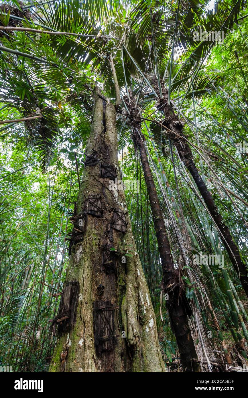Indonesia, Sulawesi, Tana Toraja, Kambira, tree trunk sheltering baby ...