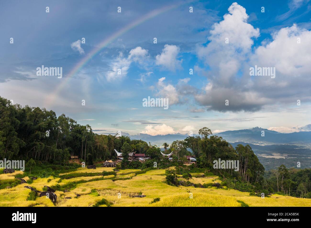 Indonesia, Sulawesi, Tana Toraja, near Batutumonga village, rice ...