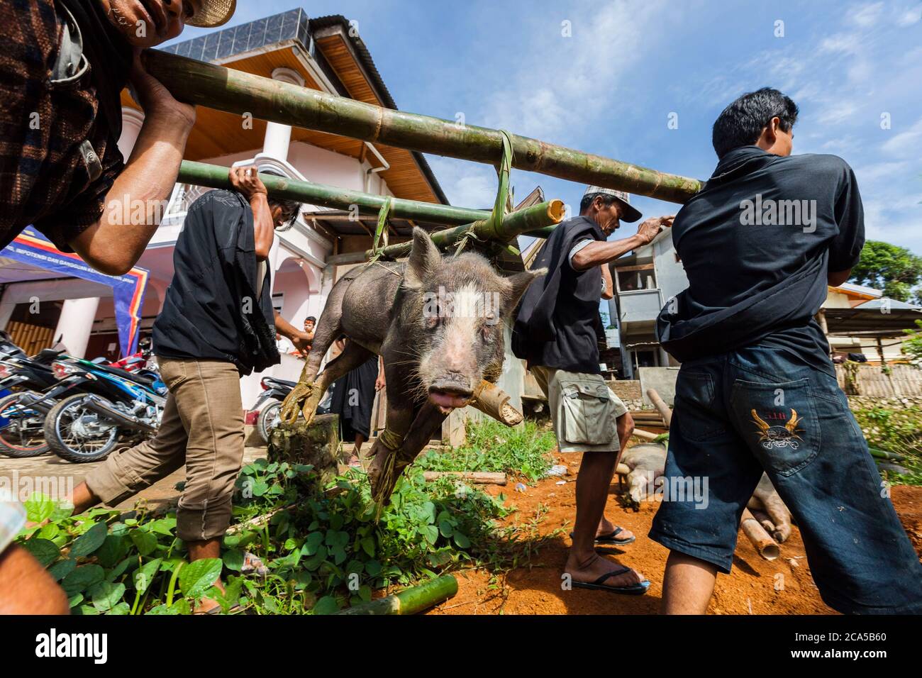 Indonesia, Sulawesi, Tana Toraja, Makale, funeral ceremony, procession ...