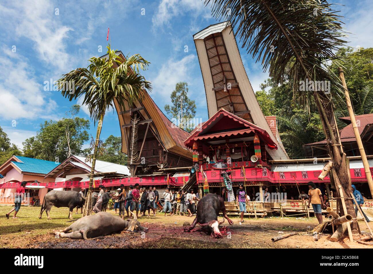 Indonesia, Sulawesi, Tana Toraja, Palawa, funeral ceremony, water ...