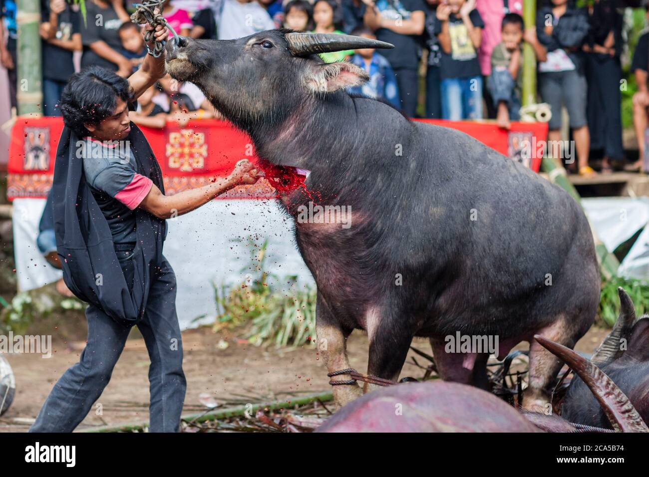 Indonesia, Sulawesi, Tana Toraja, near Rantepao, funeral ceremony, man ...