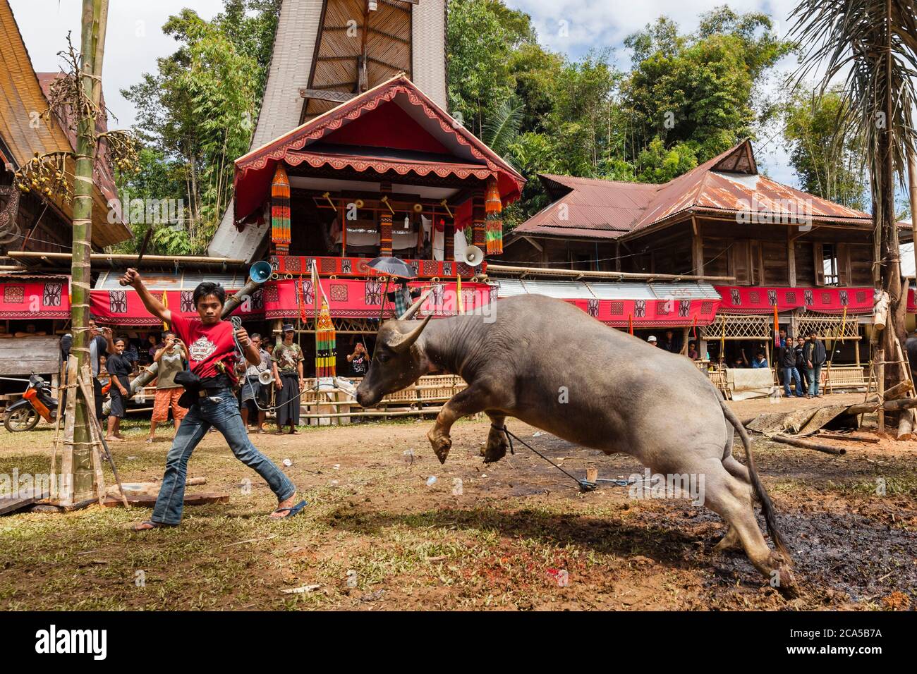 Indonesia, Sulawesi, Tana Toraja, Palawa, funeral ceremony, water ...