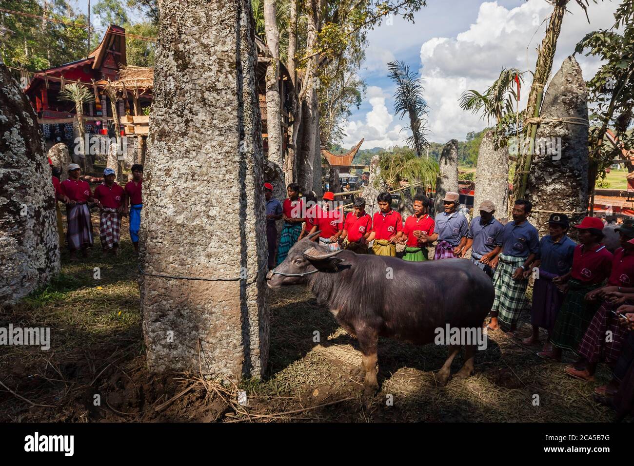 Indonesia, Sulawesi, Tana Toraja, Bori, water buffalo waiting to be ...