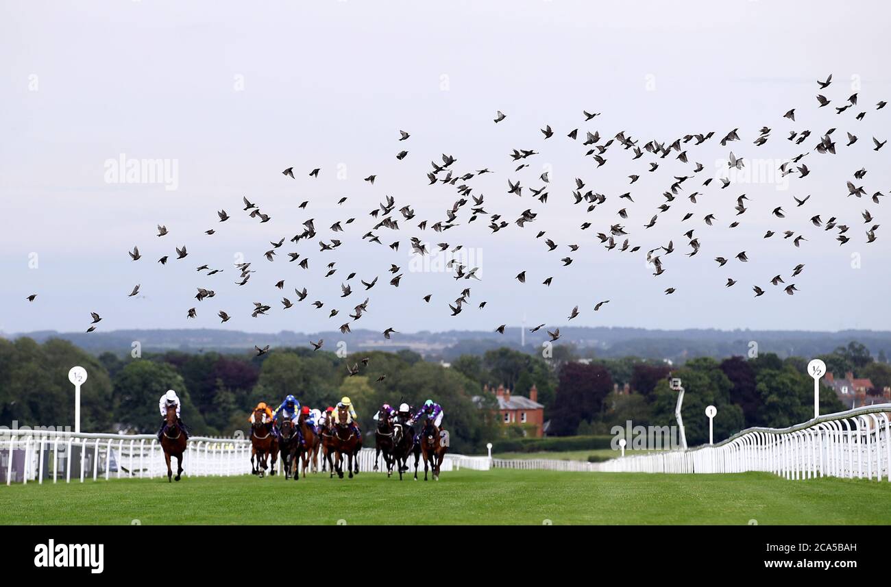 Racing birds hi-res stock photography and images - Alamy