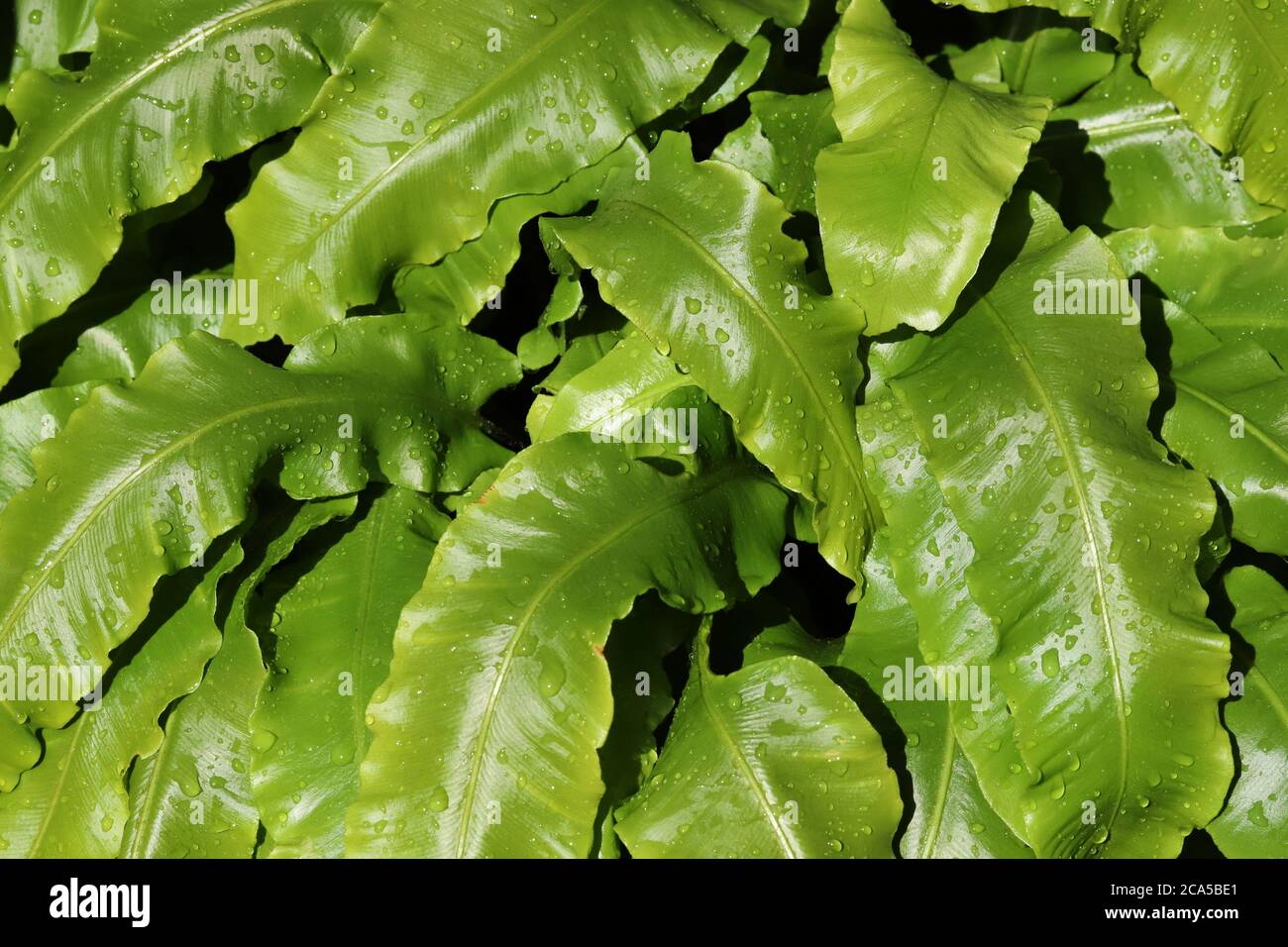 Wavy leaves of fern hi-res stock photography and images - Alamy
