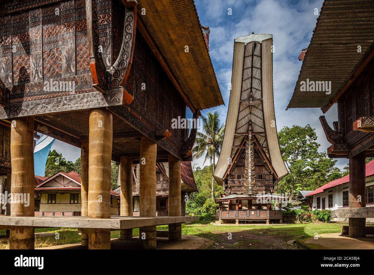 Indonesia, Sulawesi, Tana Toraja, Palawa village, line of buffalo ...
