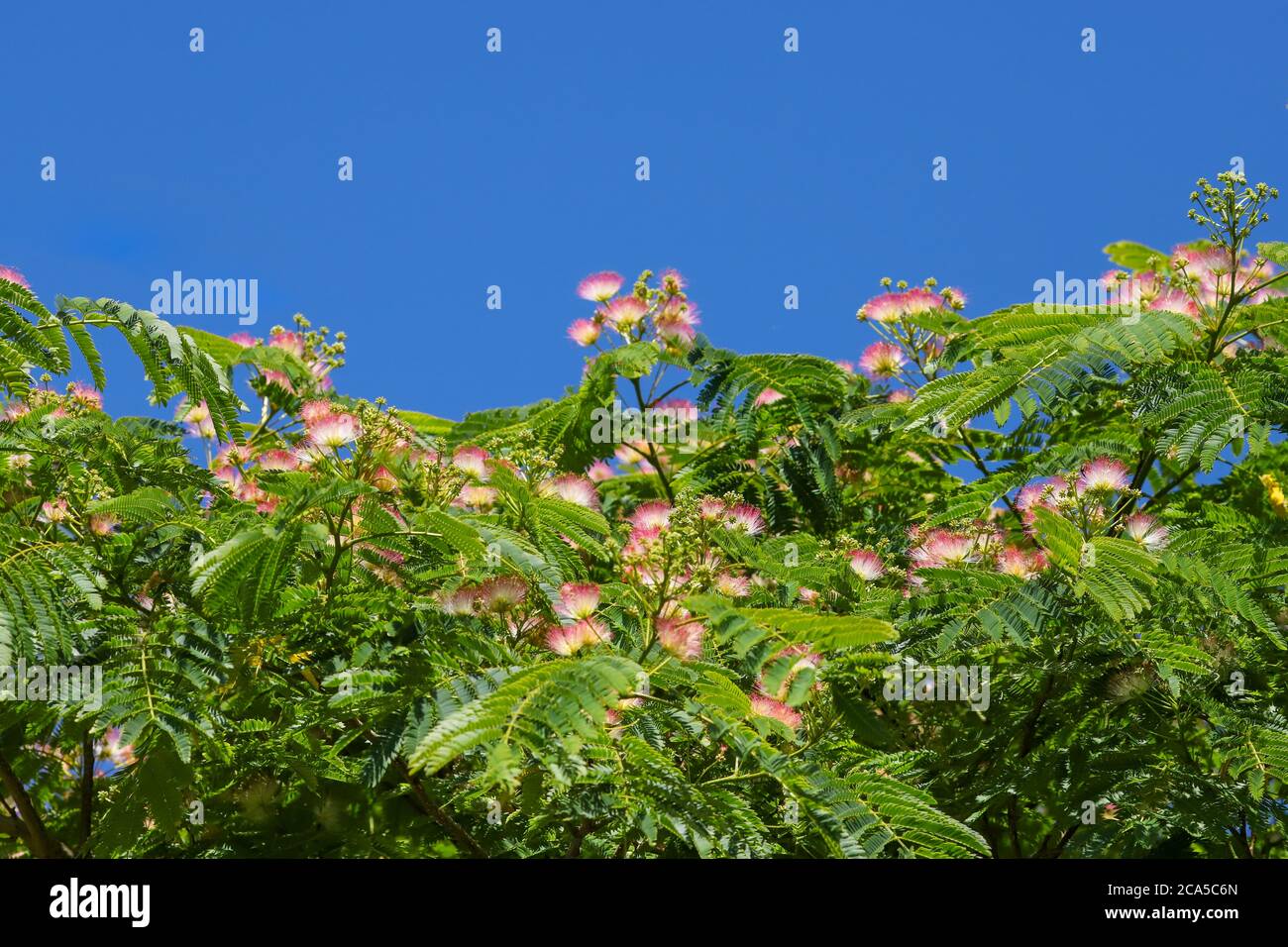 Albizia julibrissin close up hi-res stock photography and images - Alamy