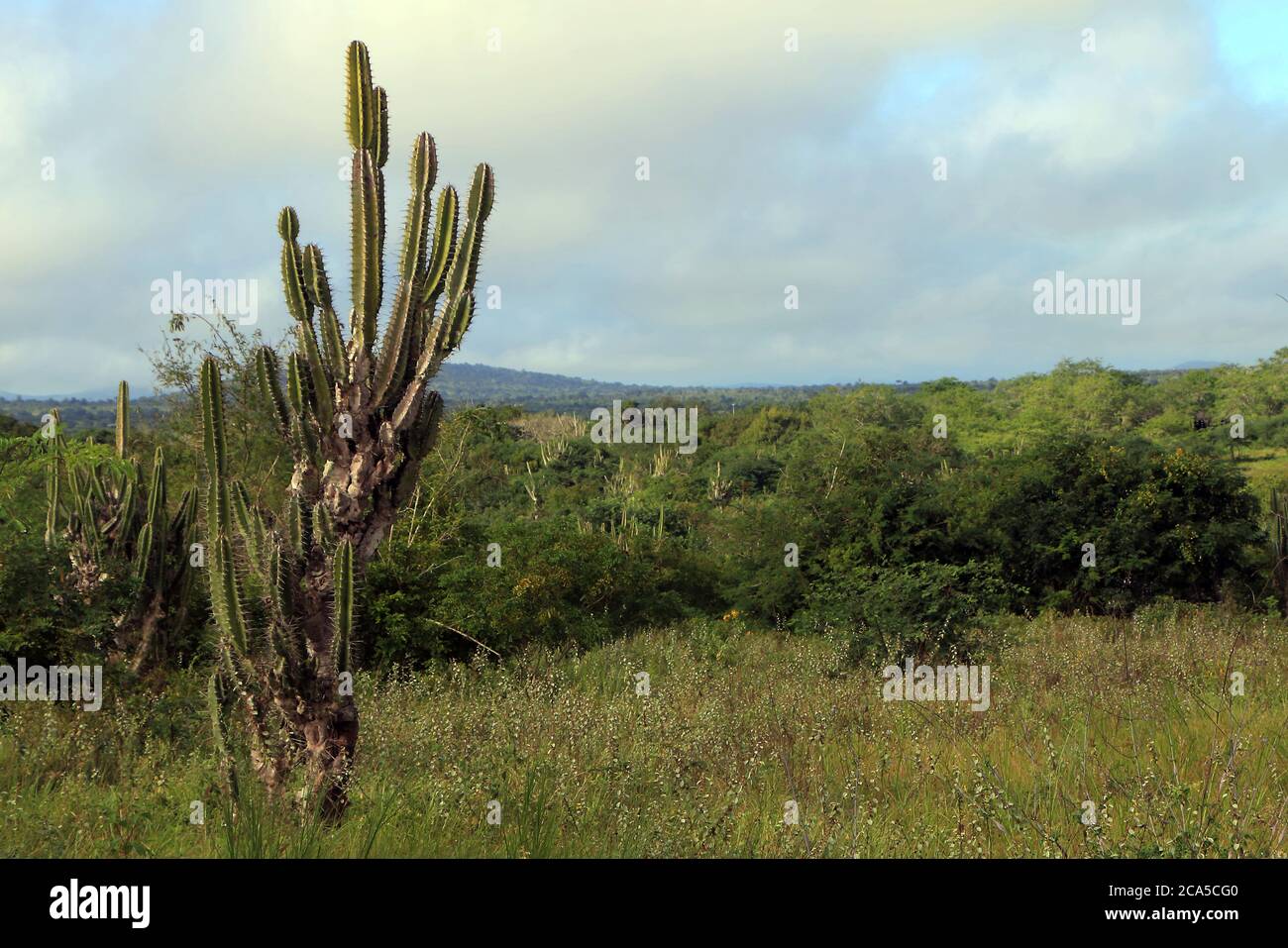 Caatinga brazil hi-res stock photography and images - Alamy
