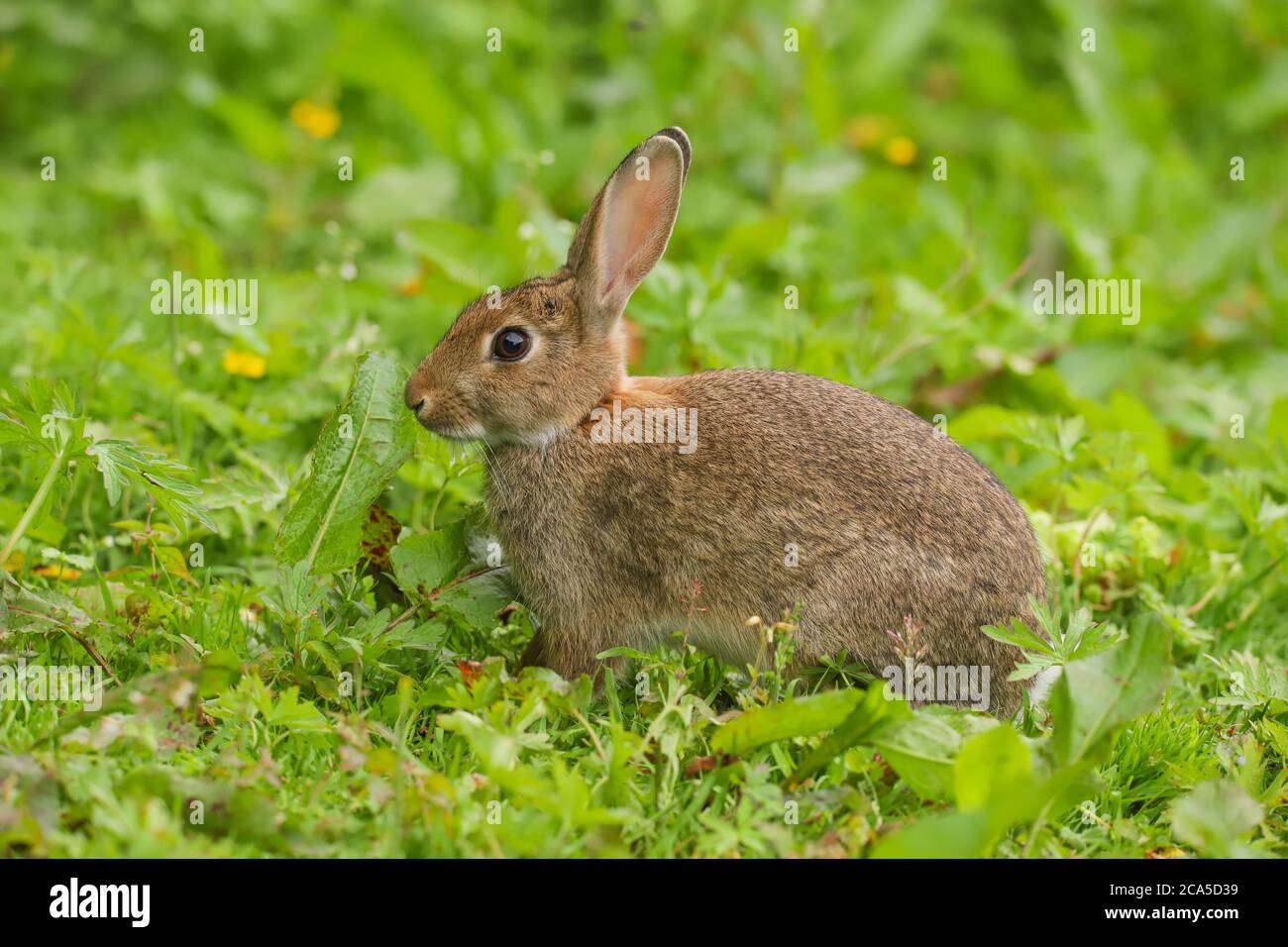 Wild Rabbit (Oryctolagus cuniculus) sitting in a field in the Welsh ...