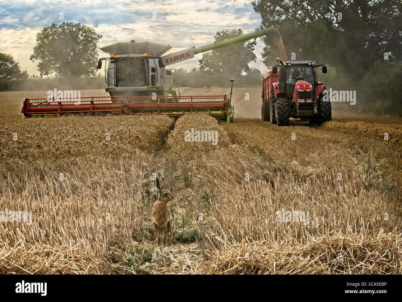 Wildlife adapting hi-res stock photography and images - Alamy