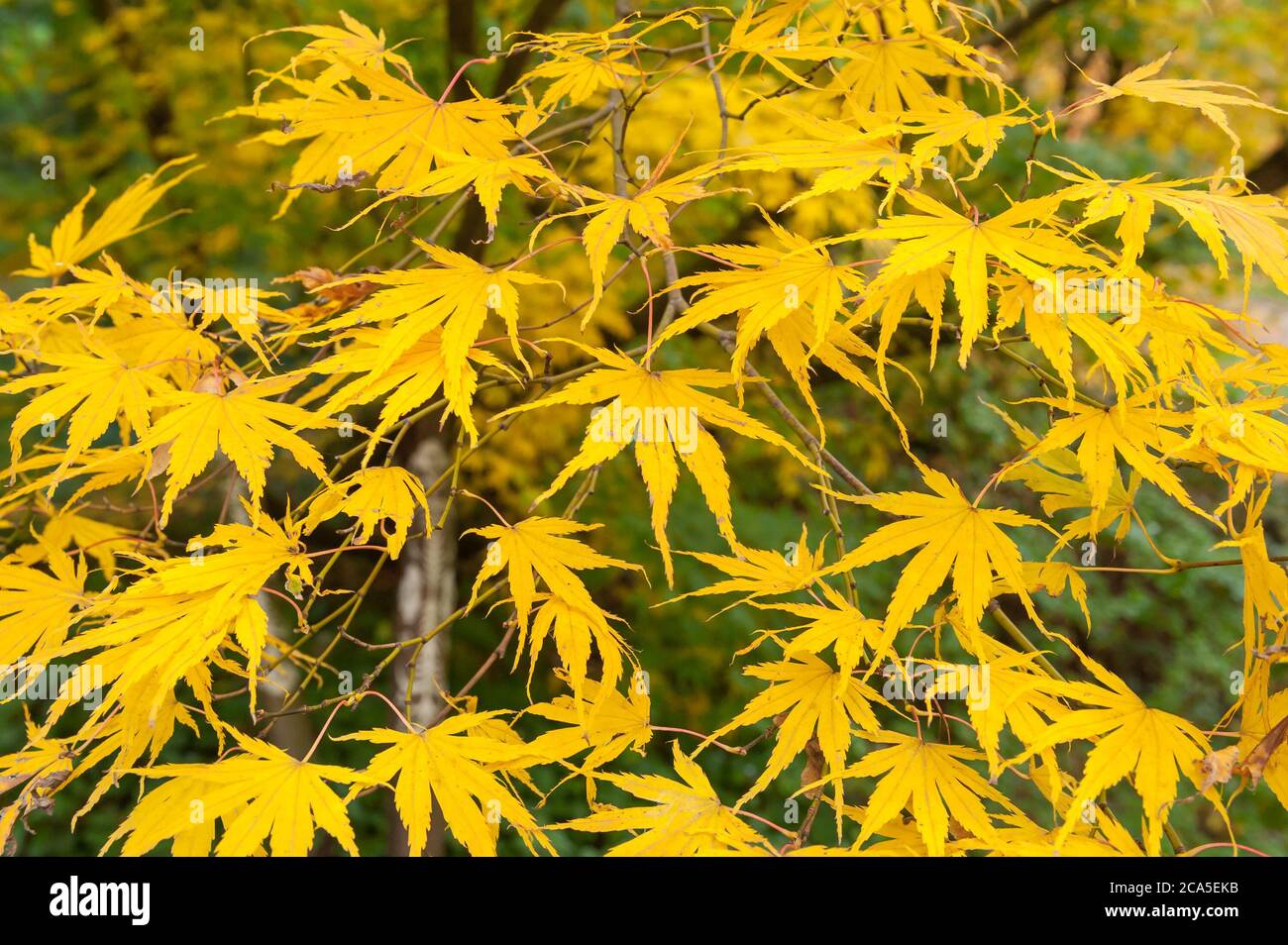 Lodz poland tree hi-res stock photography and images - Alamy
