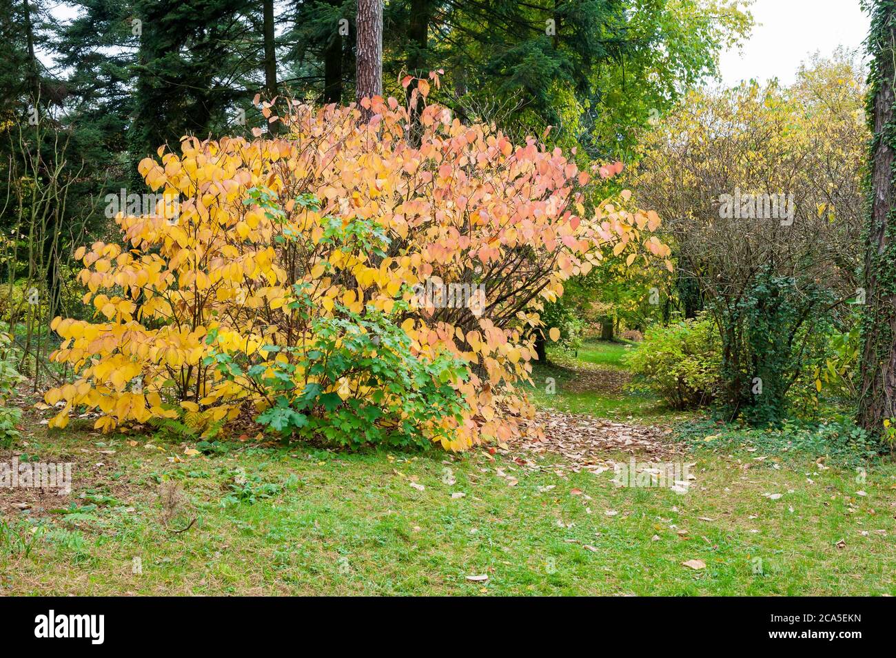Lodz poland tree hi-res stock photography and images - Alamy