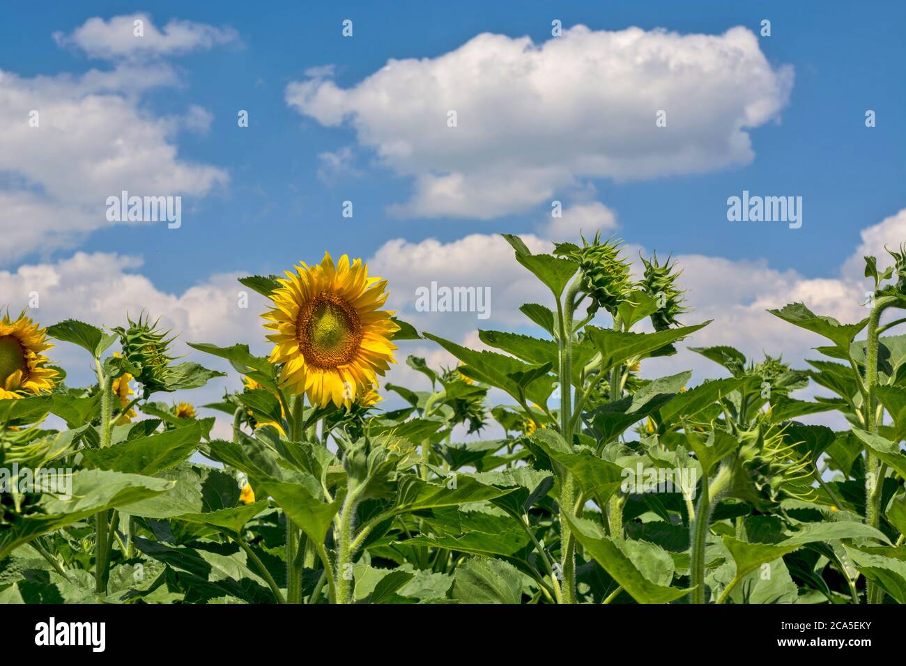 Beautiful flower trees hi-res stock photography and images - Alamy