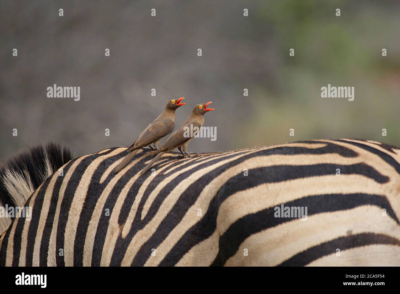 Host animal hi-res stock photography and images - Alamy