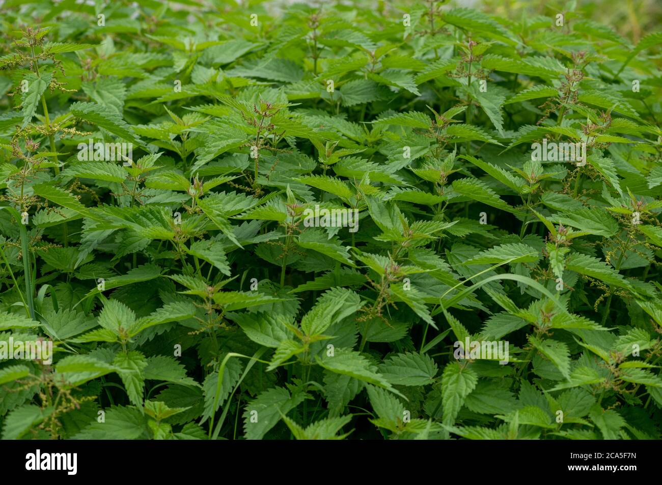 Green nettles hi-res stock photography and images - Alamy