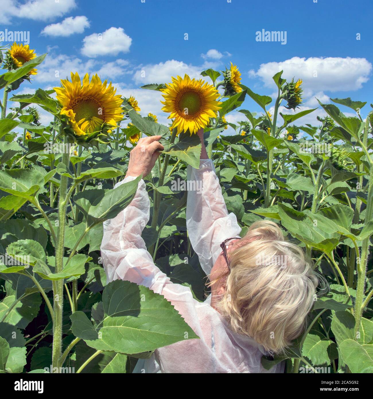 In the open field plantation of a newly blossoming sunflower, a female ...