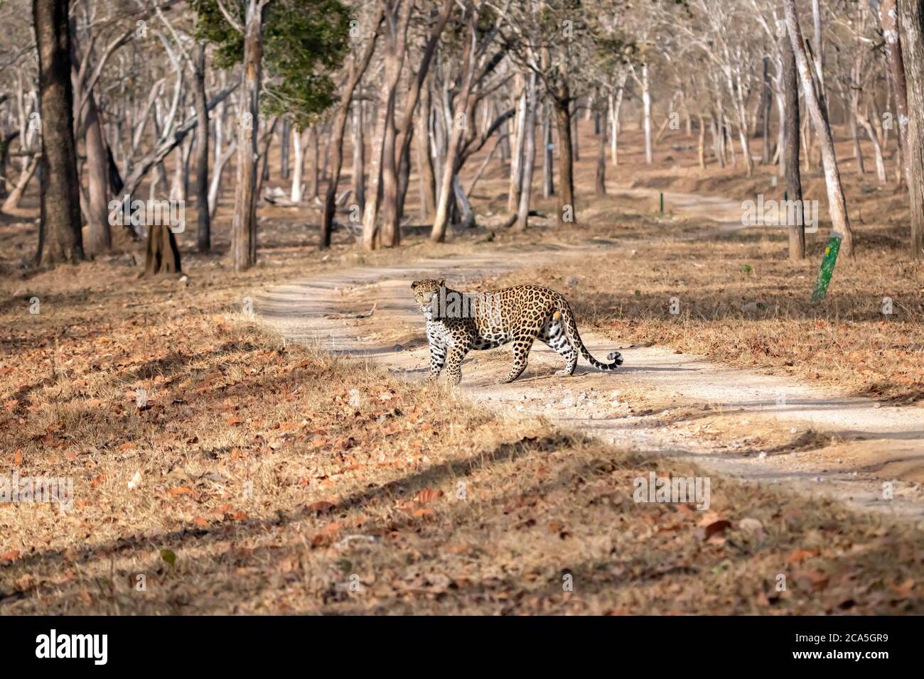 Leopard in Wild Stock Photo - Alamy