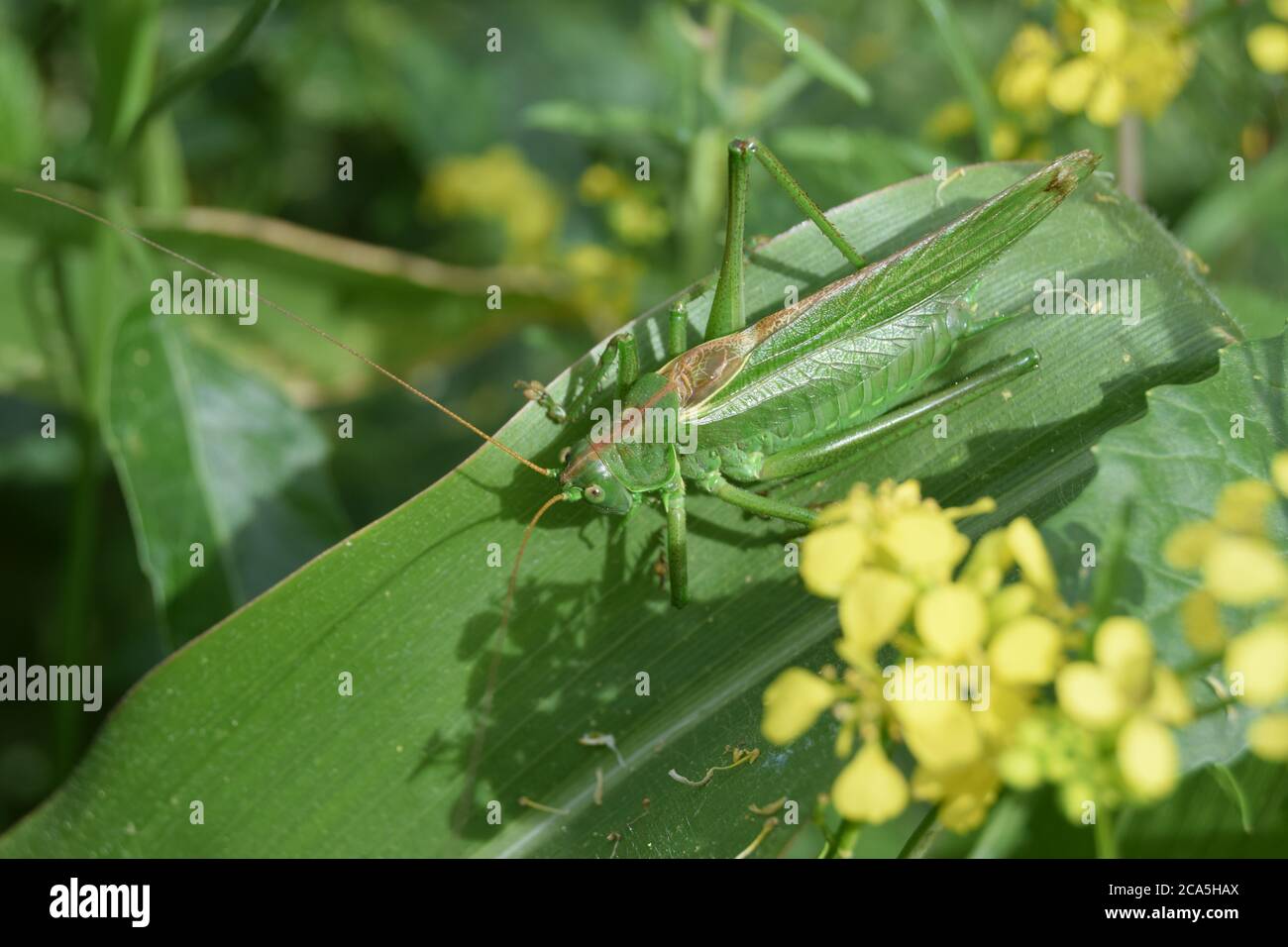 Cricket up close hi-res stock photography and images - Alamy