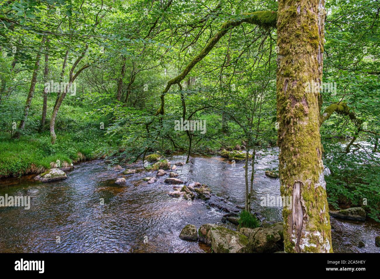 France, Correze, Limousin, Parc Naturel Regional de Millevaches (Millevaches Regional Natural ...