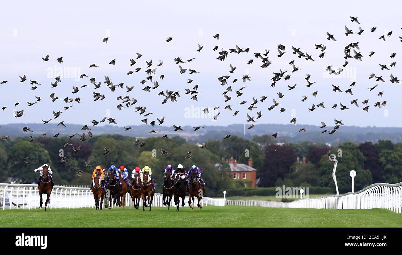 Racing birds hi-res stock photography and images - Alamy