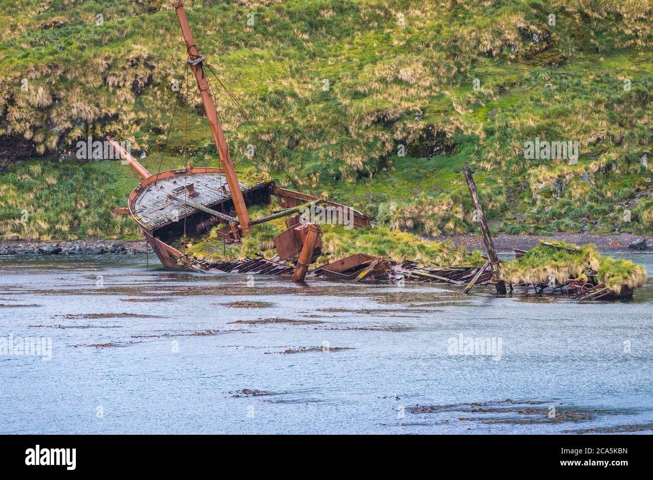 Antarctica, South Georgia Island (British overseas territory ...