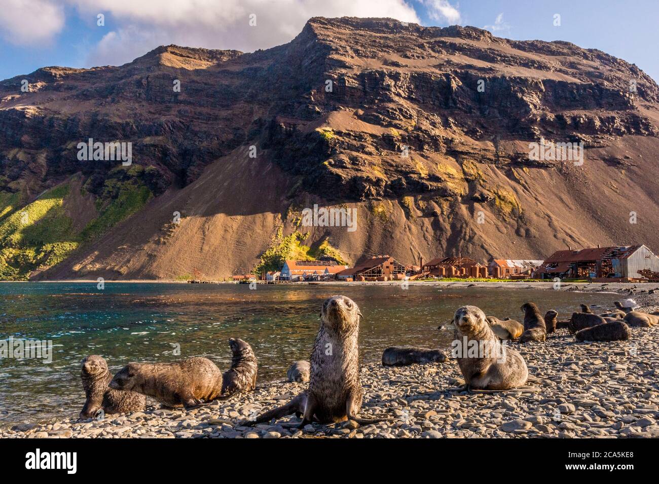 Antarctica, South Georgia Island (British overseas territory ...