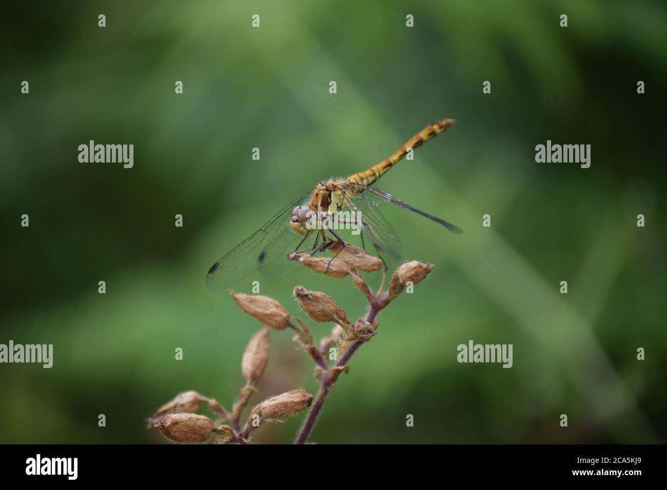 Sympetrum on foliage hi-res stock photography and images - Alamy