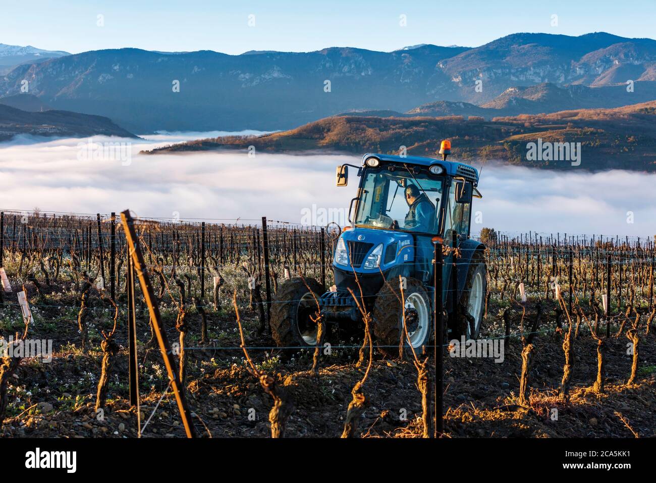 France, Aude, Antugnac, vineyard, vineyard landscape and viticultural ...