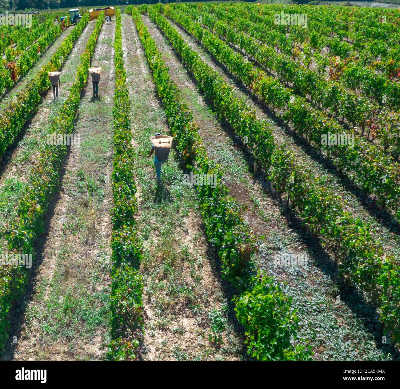 France, Aude, Antugnac, vineyard, vineyard landscape and viticultural ...