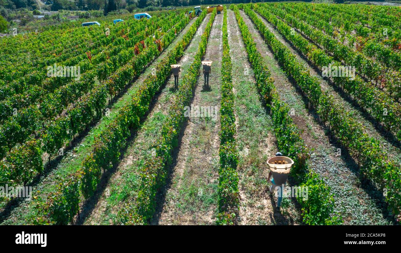 France, Aude, Antugnac, vineyard, vineyard landscape and viticultural ...