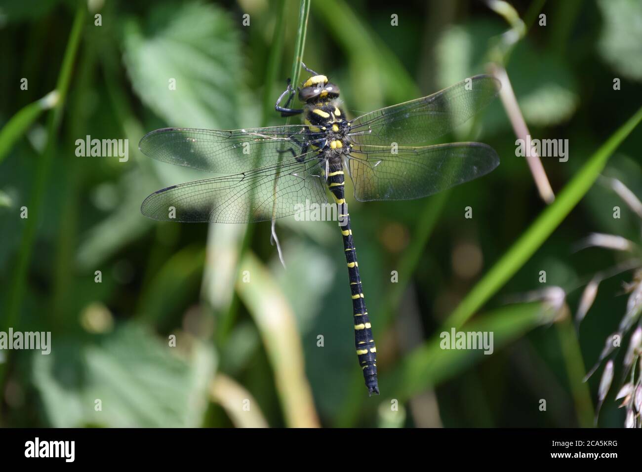 Golden ringed dragonfly hanging from grass hi-res stock photography and ...