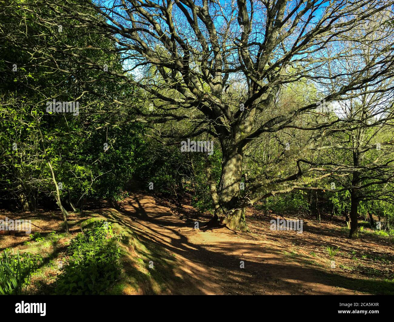 Shade spring woodland hi-res stock photography and images - Alamy