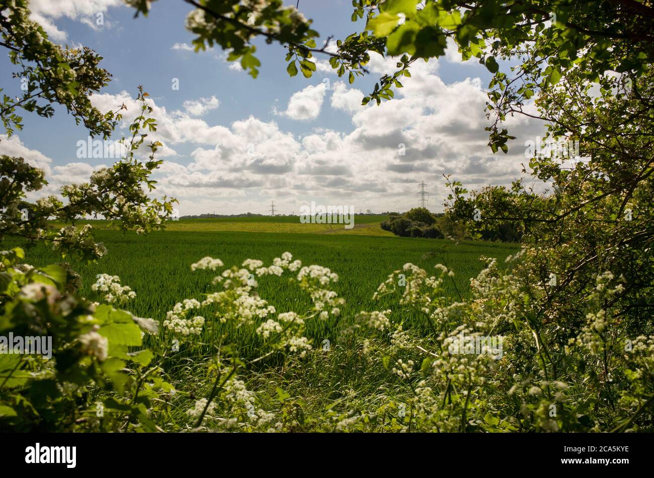 Flowers around the edges creating a border displaying the field behind ...