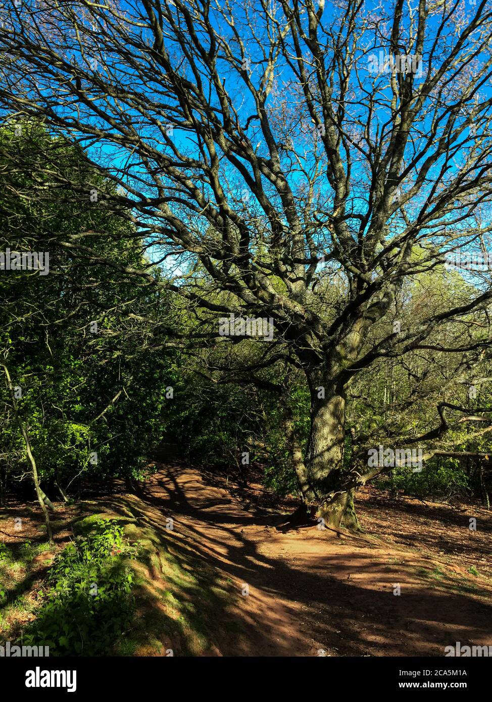The staple hill oak hi-res stock photography and images - Alamy