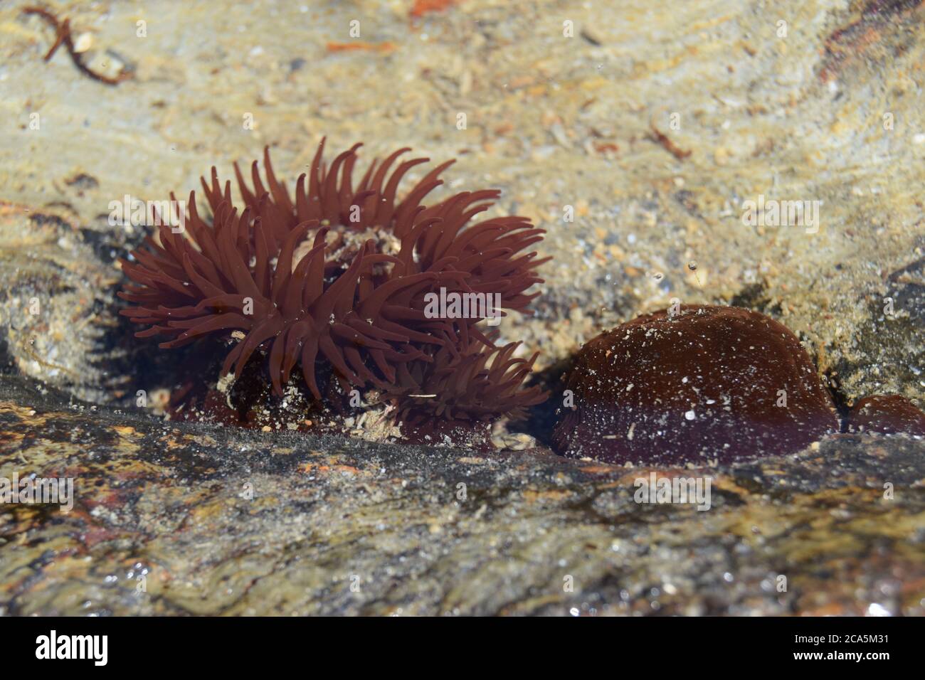 Anemones open and closed hi-res stock photography and images - Alamy