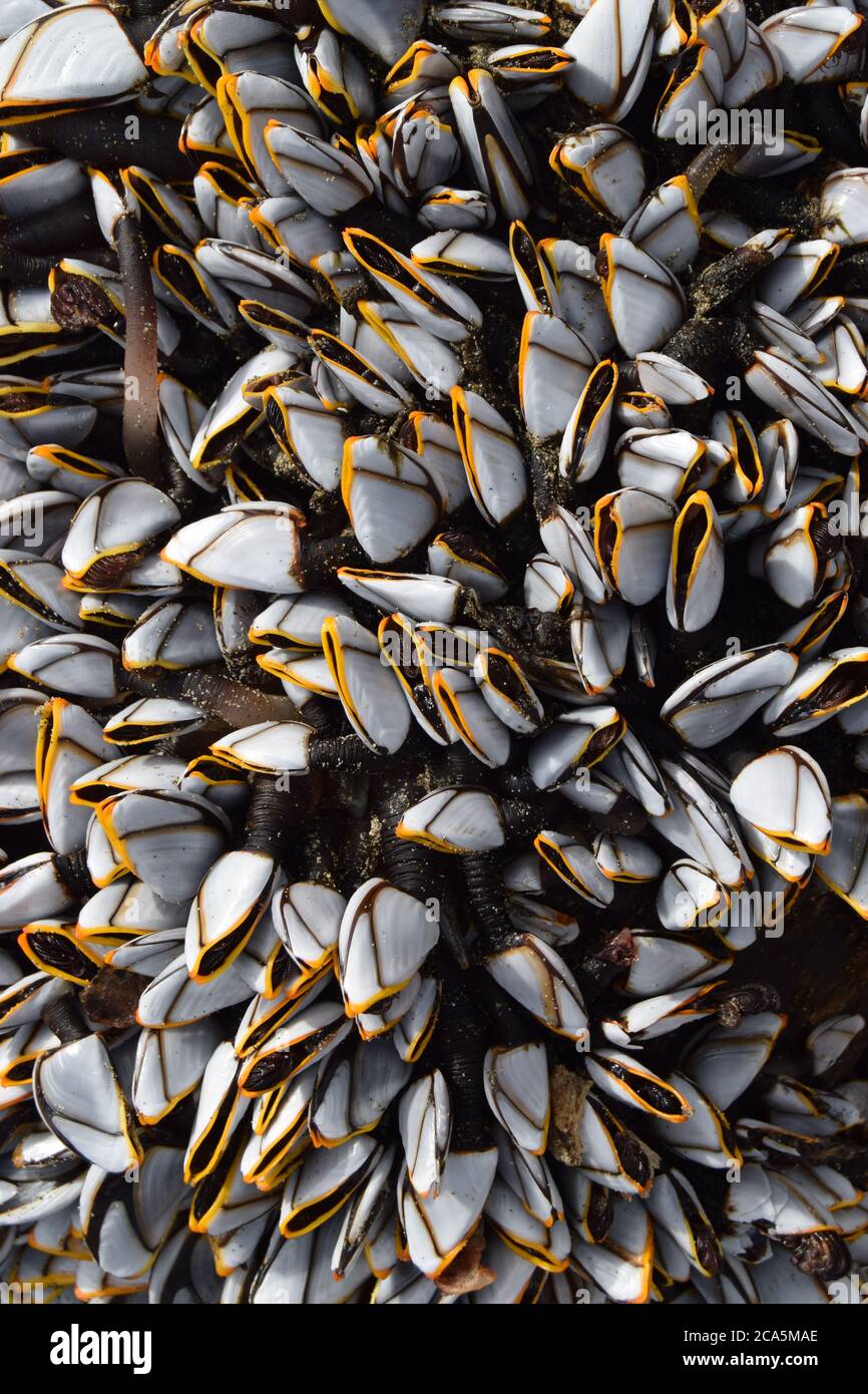 Creepy goose barnacles hi-res stock photography and images - Alamy