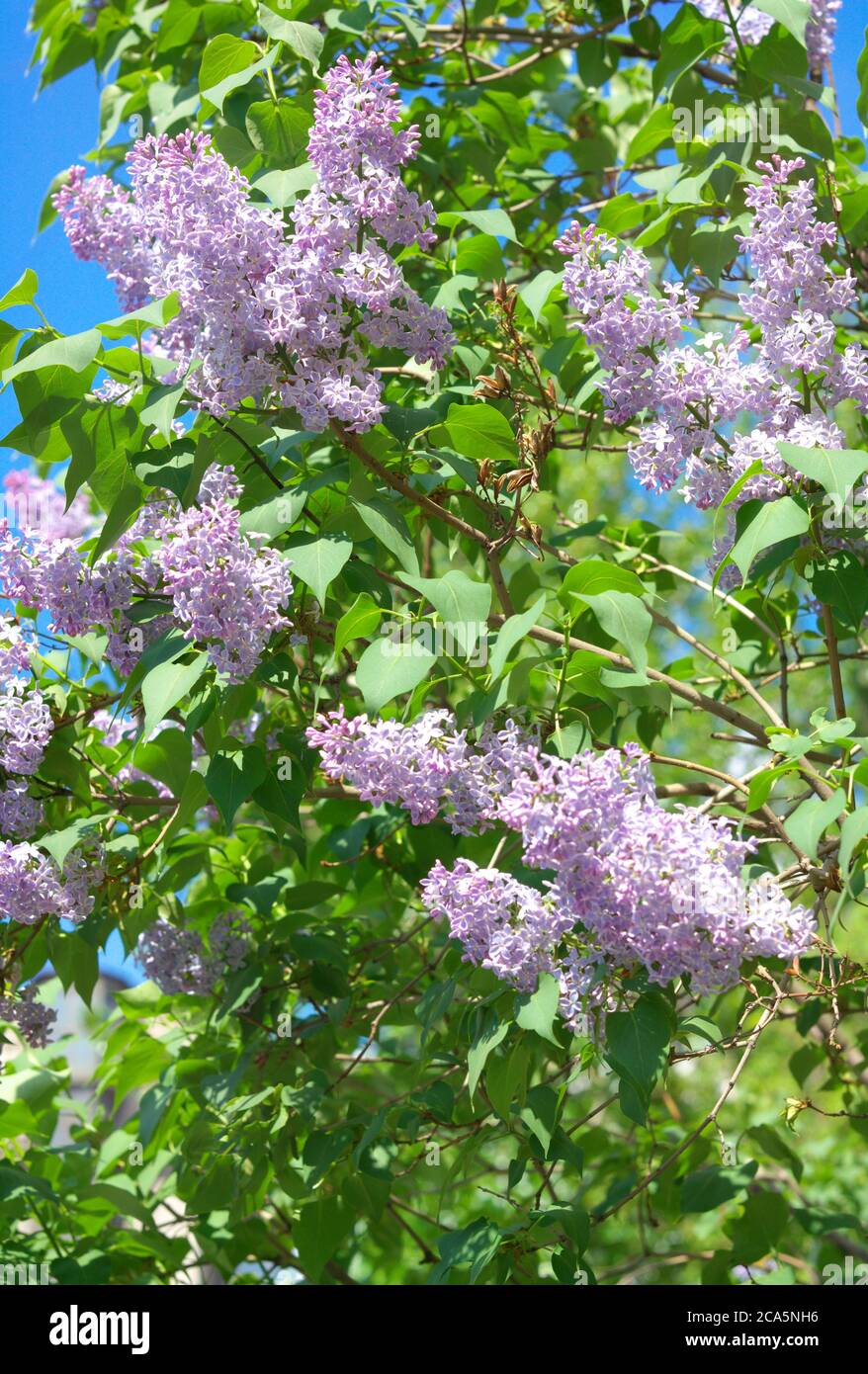 Lilac at Spring Stock Photo - Alamy