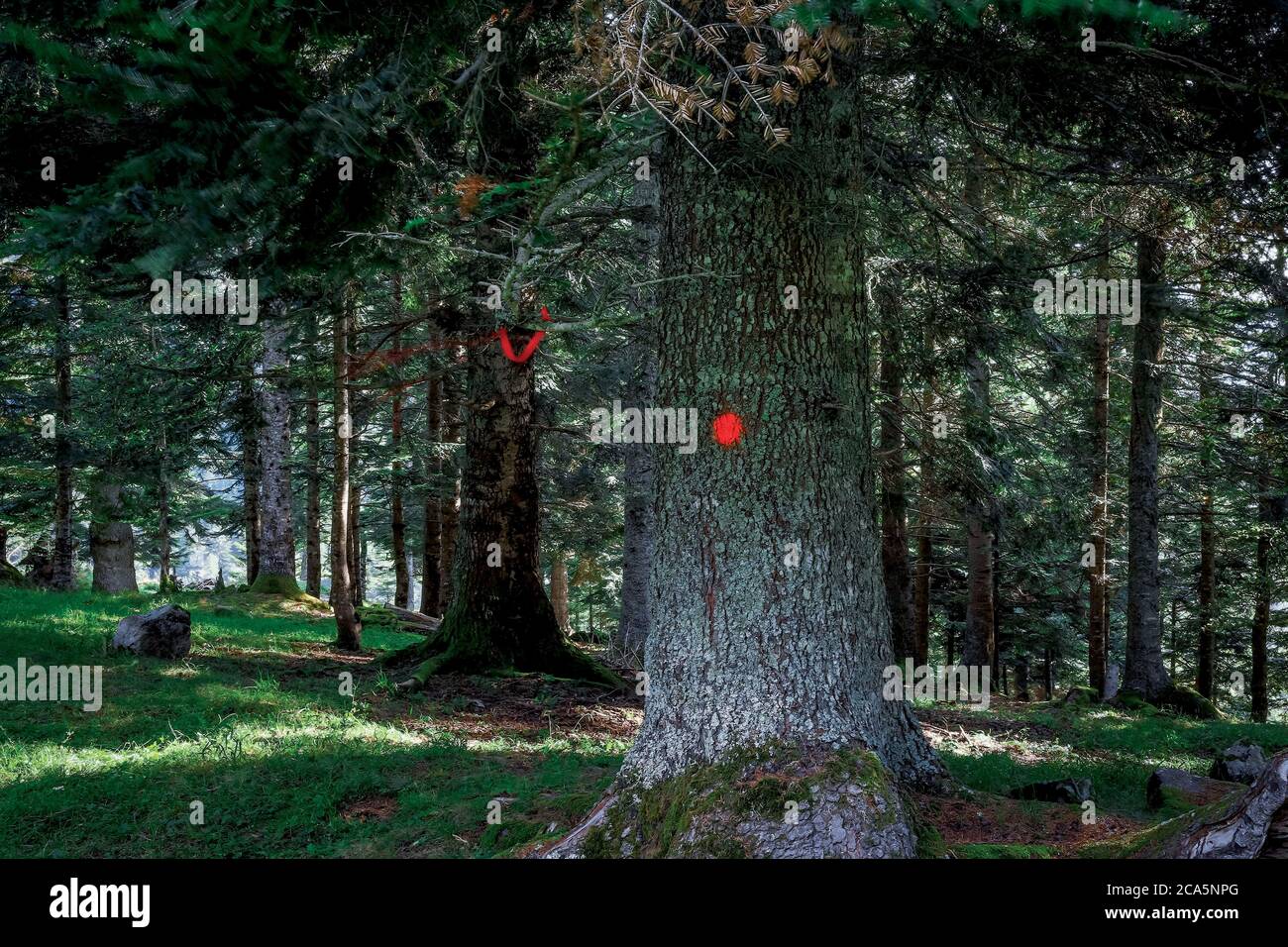 France, Hautes Pyrenees, Barousse, national forest of Barousse ...