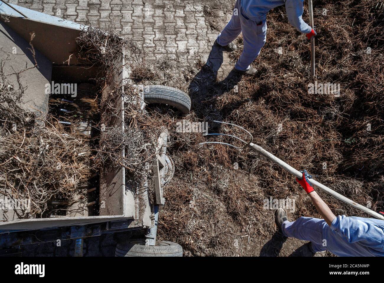 Turkey, Sakarya, Hendek, sorting and drying of rhizomes selected by ...