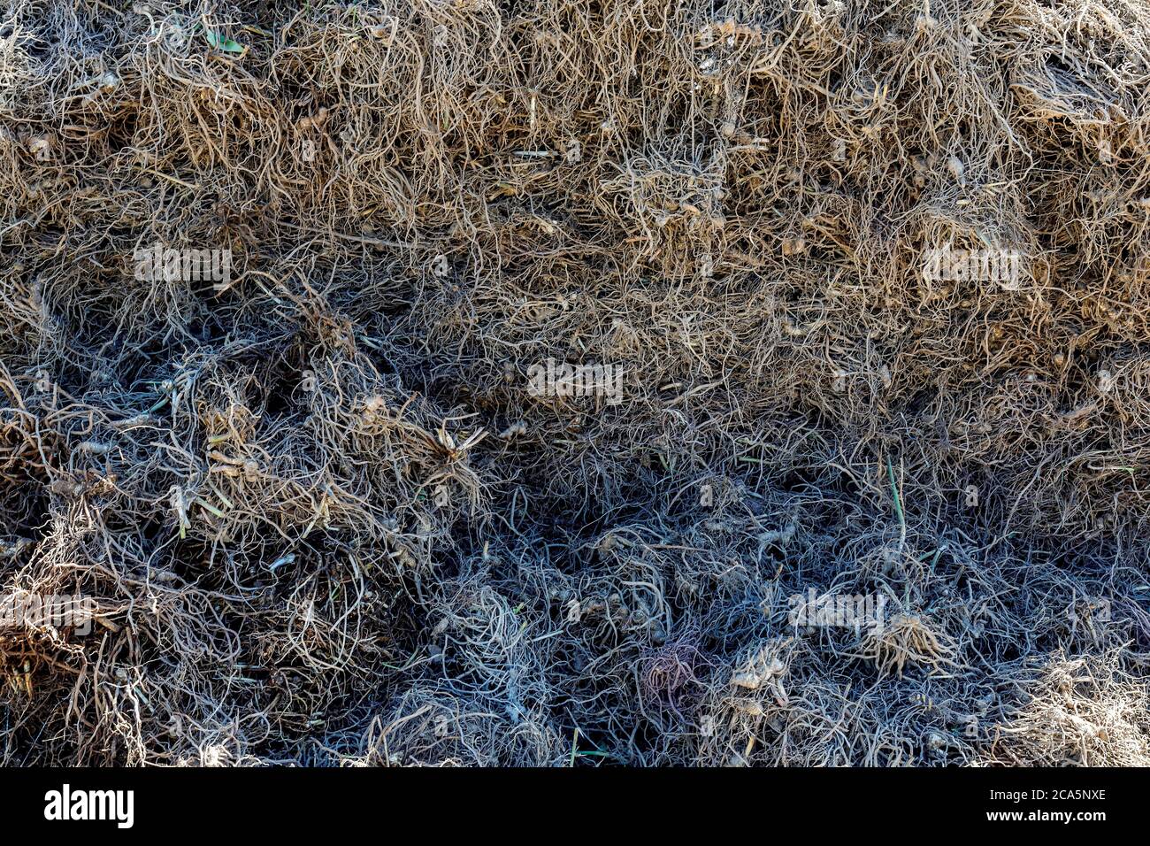 Turkey, Sakarya, Hendek, sorting and drying of rhizomes selected by ...