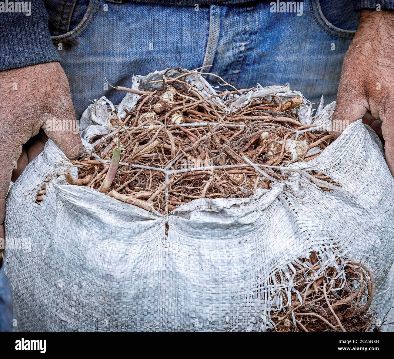 Turkey, Sakarya, Hendek, gypsy peasant digging up roots in a forest ...