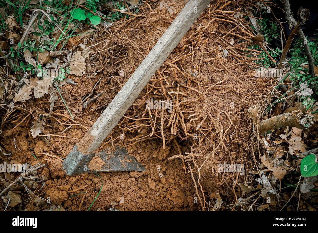 Turkey, Sakarya, Hendek, gypsy peasant digging up roots in a forest ...