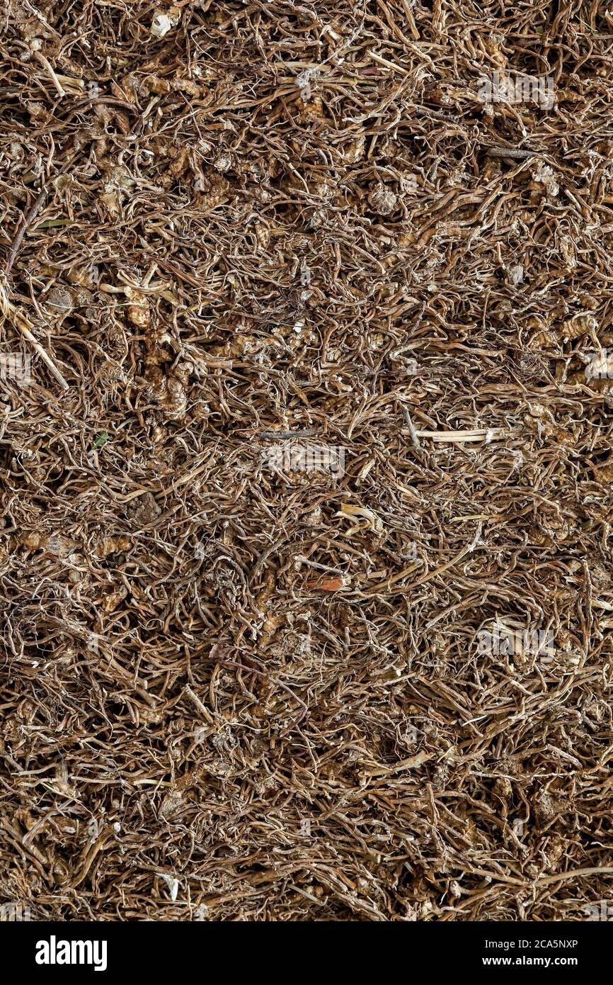 Turkey, Sakarya, Hendek, sorting and drying of rhizomes selected by ...